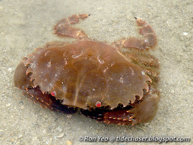 tHE tiDE cHAsER: Rubble Crabs (Phylum Arthropoda: Family Xanthidae) of ...