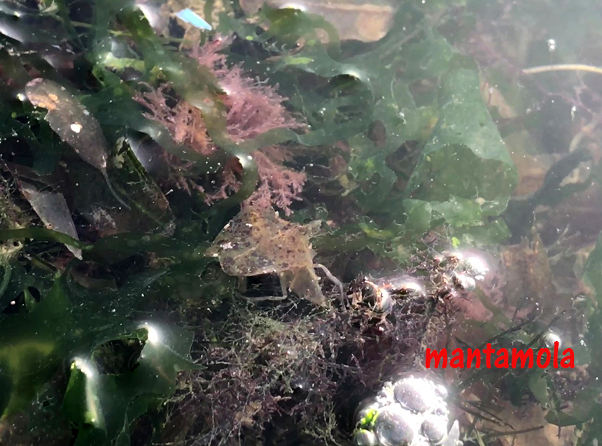 manta blog: Exploring Sea Shore of Singapore - Part 1