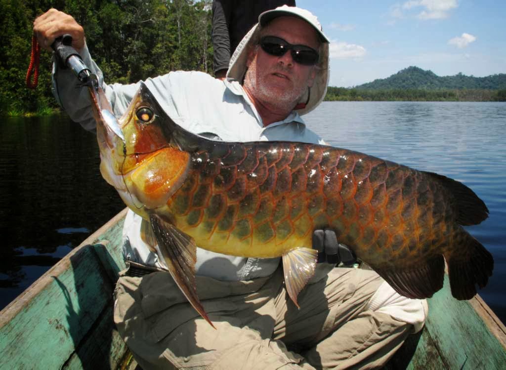 Arowana Keeping & Breeding in Aquarium: Home of Super Red Arowana ...