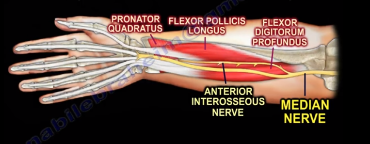 Dr. Nabil Ebraheim's Blogspot: Anterior Interosseous Nerve- The ...