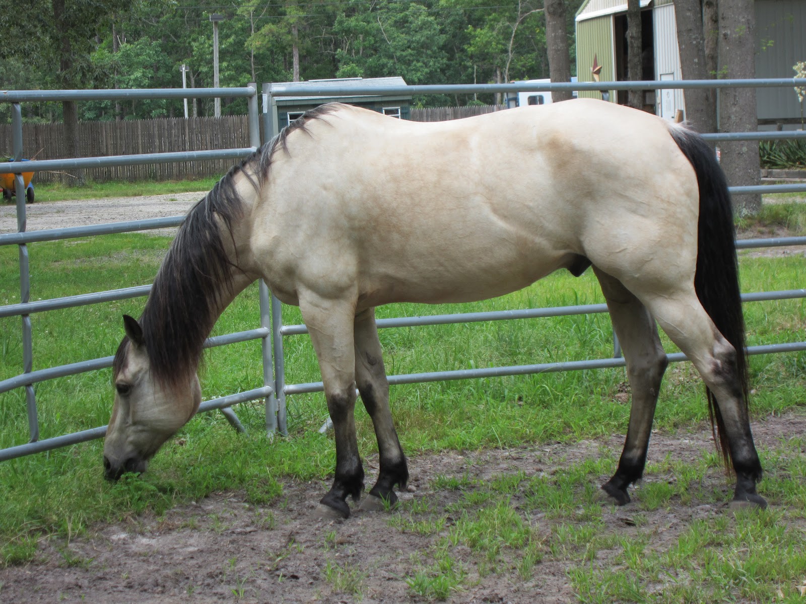 Memoirs of a Horse Girl: The Mane Dilemma: Haircut