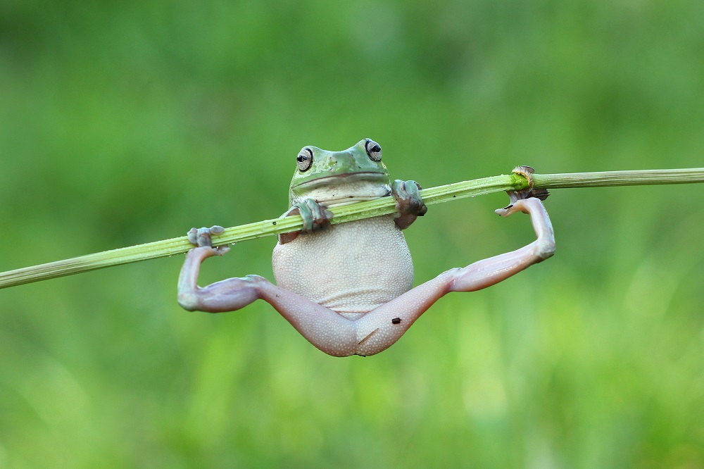 funny frogs pictures