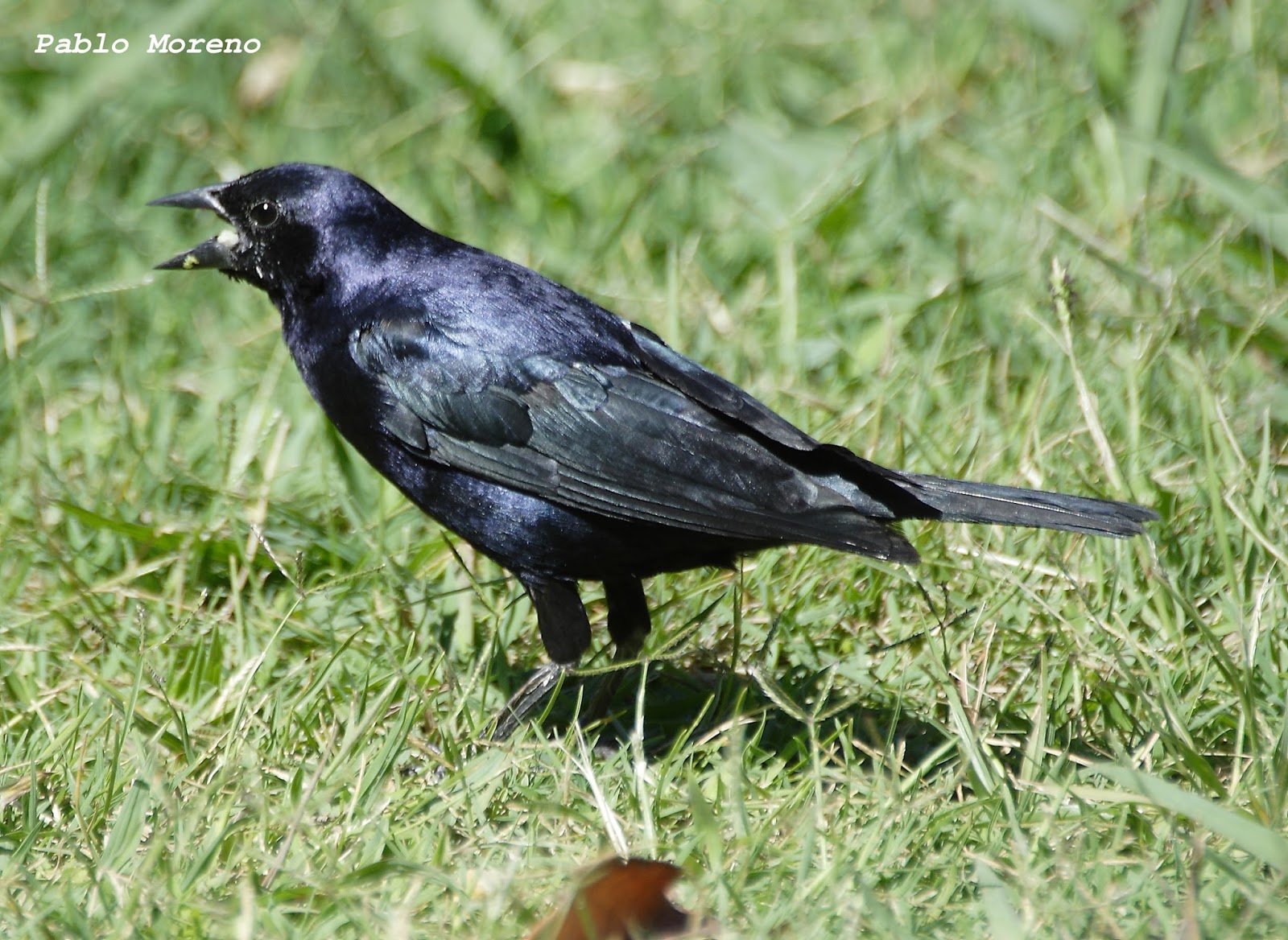 Aves de Mendoza: Tordo renegrido(Molothrus bonariensis)