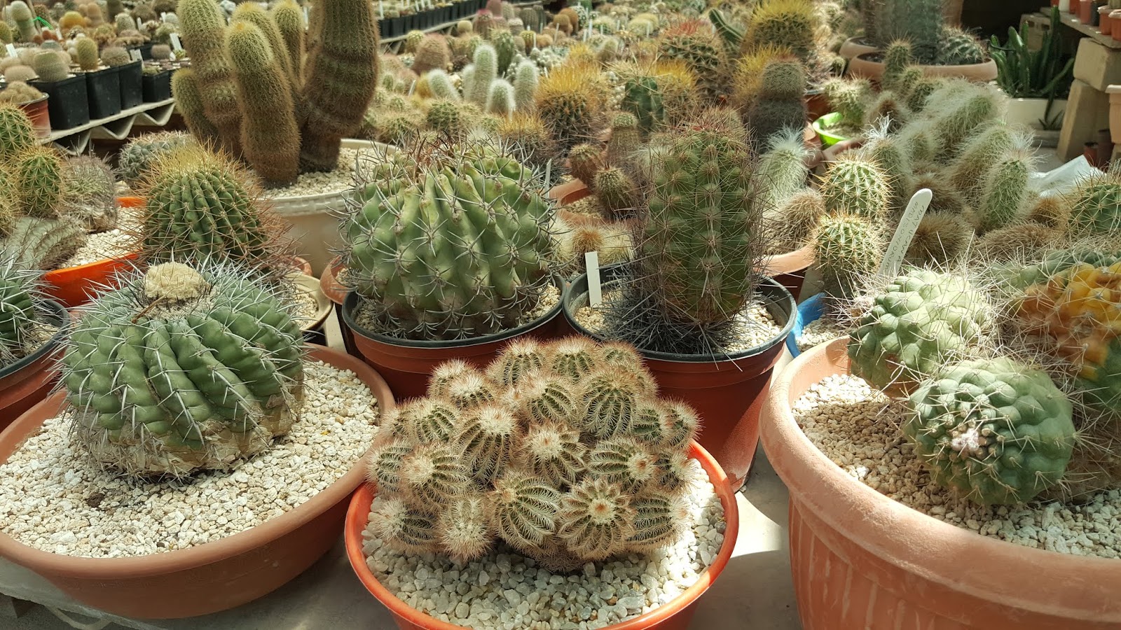 Kings of Cacti - Part 1 | Occasional Diary