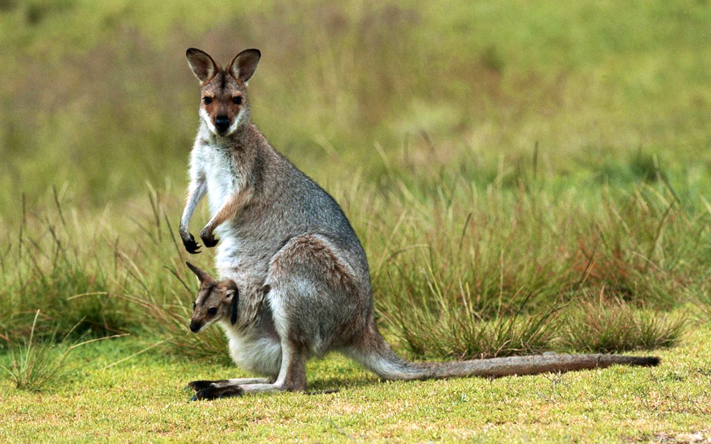 | Kangaroo | Kangaroo Wallpapers | Kangaroo Photos | Kangaroo Pictures ...