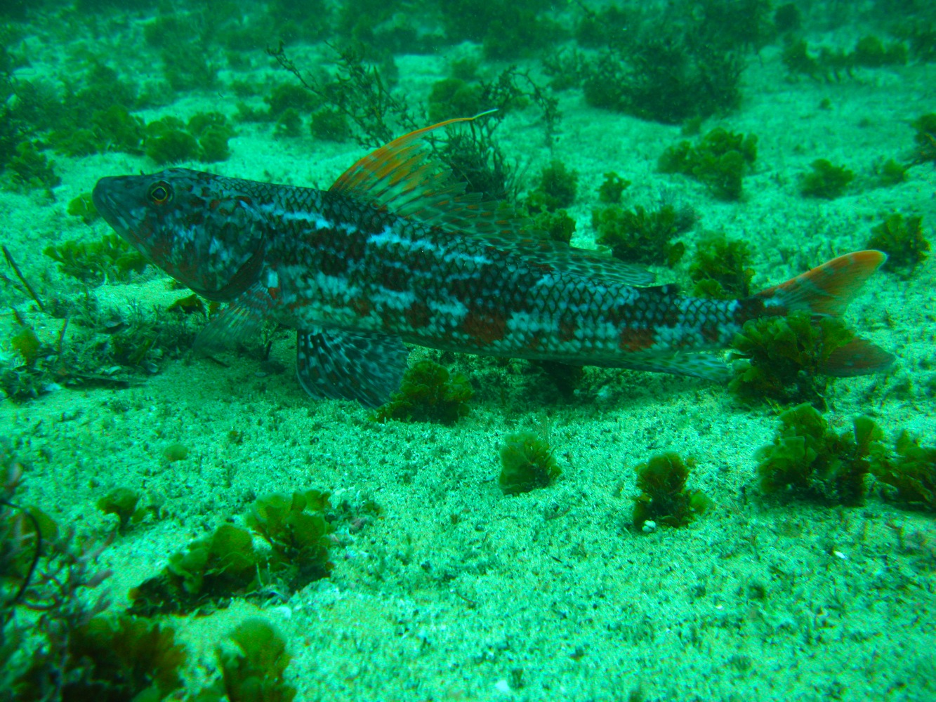 Davey Jones' Locker: Sergeant Baker - Hime purpurissatus