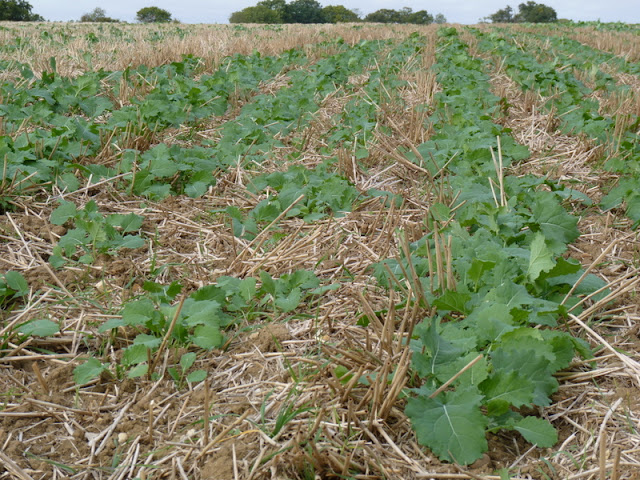 Great Slamseys Farm Diary