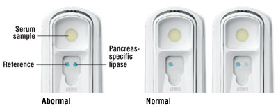 Pancreatitis: Official Veterinary Killjoy Of The Holidays