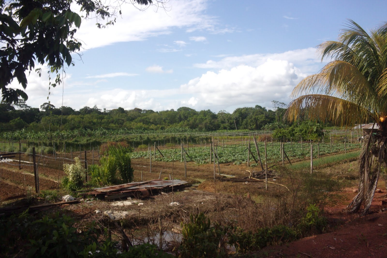 Re-découverte du Nouveau Monde: La vie à Cacao