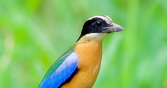 Mengenal burung paok sayap biru - Ocehan Kenari