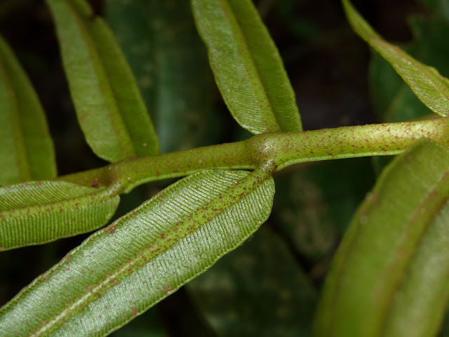 FAMILIA DE HELECHOS EN PUERTO RICO: MARATTIACEAE DANAEA