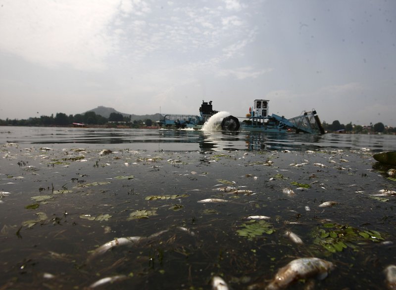 Save Our Stream: Dead fish in Shangri-La