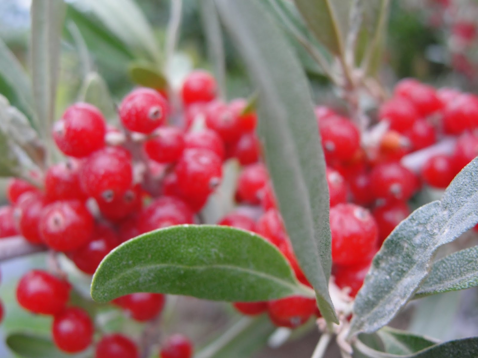 availability: Sheperdia argentea Silver Buffaloberry