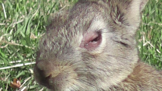 Animals and kids: Myxomatosis in young wild rabbits
