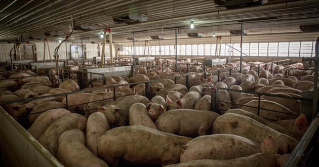 Health Crises, Factory Farming, and Corporate Welfare: Why Capitalism ...