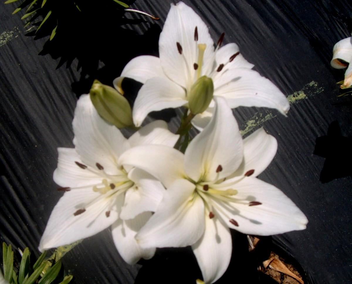 Lilium Flowers: Lilium Flower Gallery 6