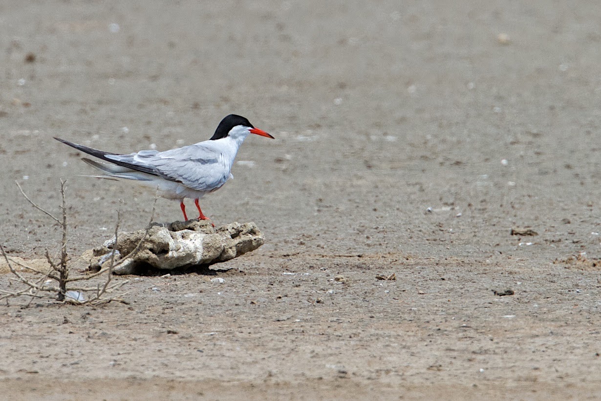 Charlie Sargent's bird ringing: Majorca birds