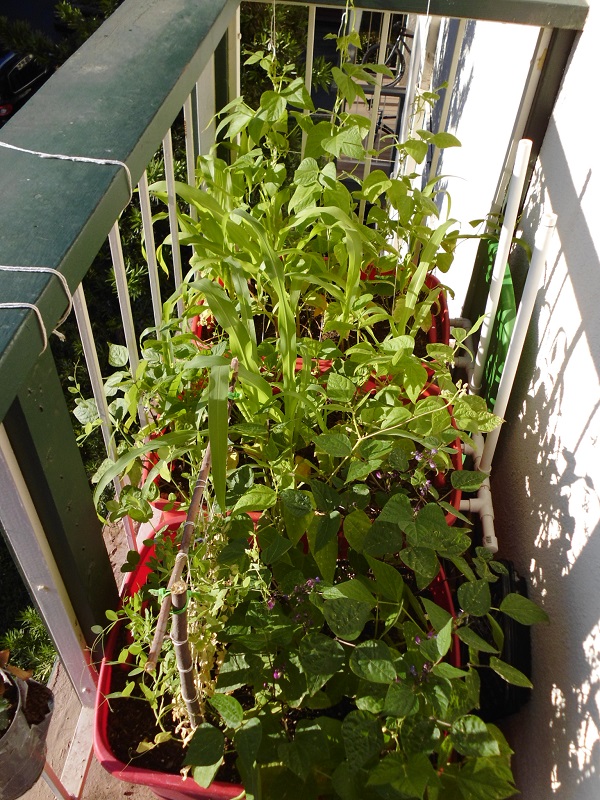 Beans and massive Hydroponic Growth -- Spring Garden Weekly Update 7 ...