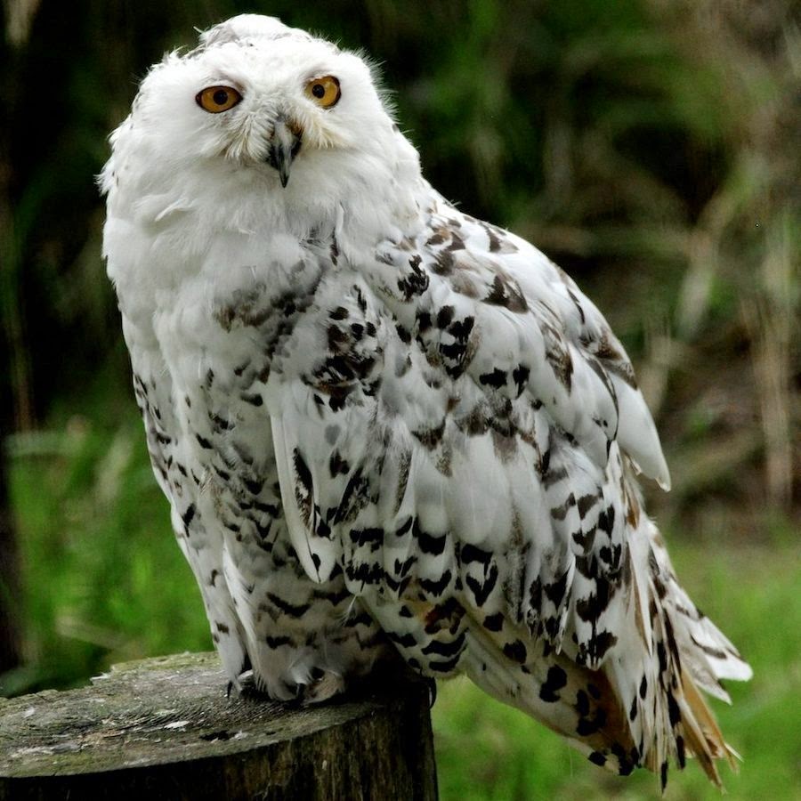 ANIMALS PICTURE: GAMBAR BURUNG HANTU (Owl Bird Pictures)-7