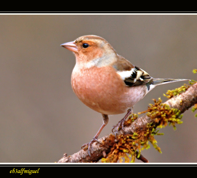 MIS AMIGAS LAS AVES: Pinzón vulgar (fringilla coelebs)