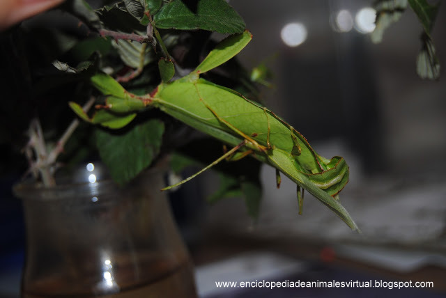 Fichas de Animales: Insecto hoja