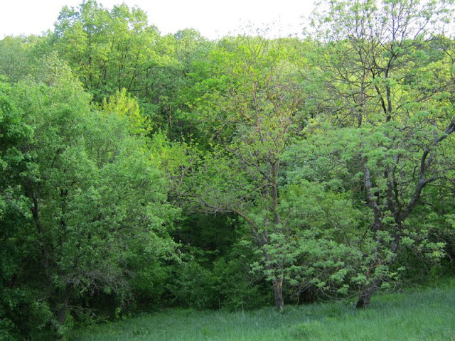 Country inside: Comorile ascunse ale Dobrogei ~ part.I ~ Bujorii din ...