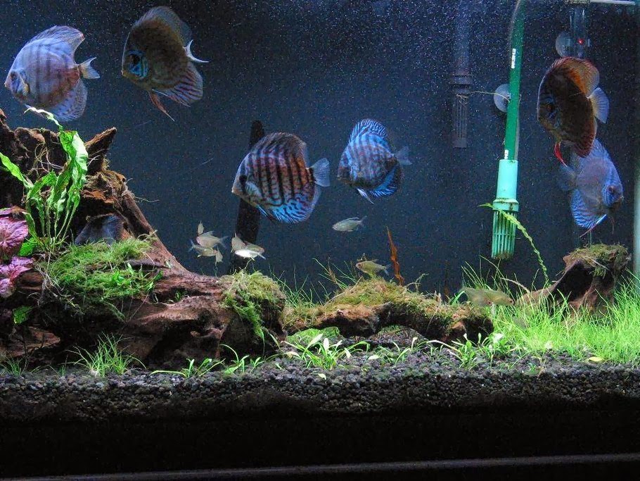 Collection of lovely Discus Tanks - Cichlid Lover