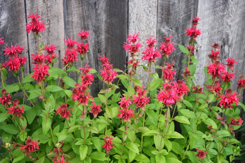 Field Notes ~ Cumberland County, Nova Scotia: Bee Bomb