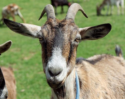 THE GOAT BORROWER: The Harvest, the Fox and the Goat-faced Girl