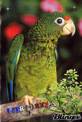 Puerto Rico, Isla Bella !!!: Fauna De Puerto Rico...