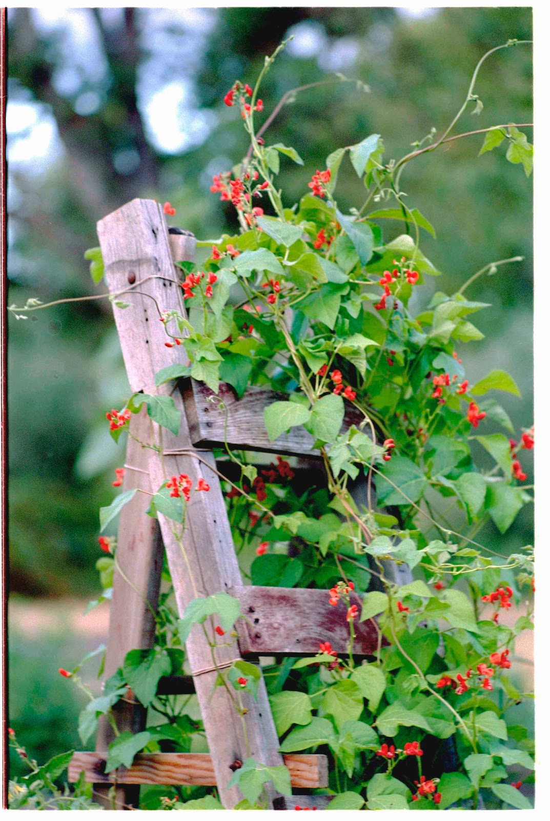 Ashland Avatar: February 2013