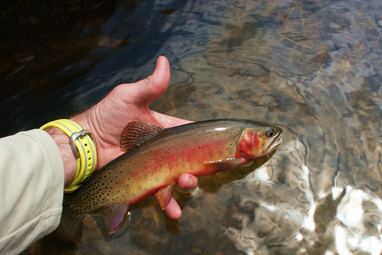 The Search for Native Salmonids: Colorado 2013 - Rocky Mountain ...