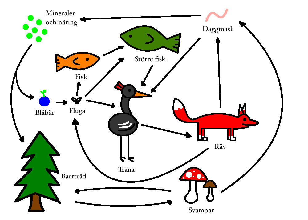 OLLEs skolblogg: EKOSYSTEM