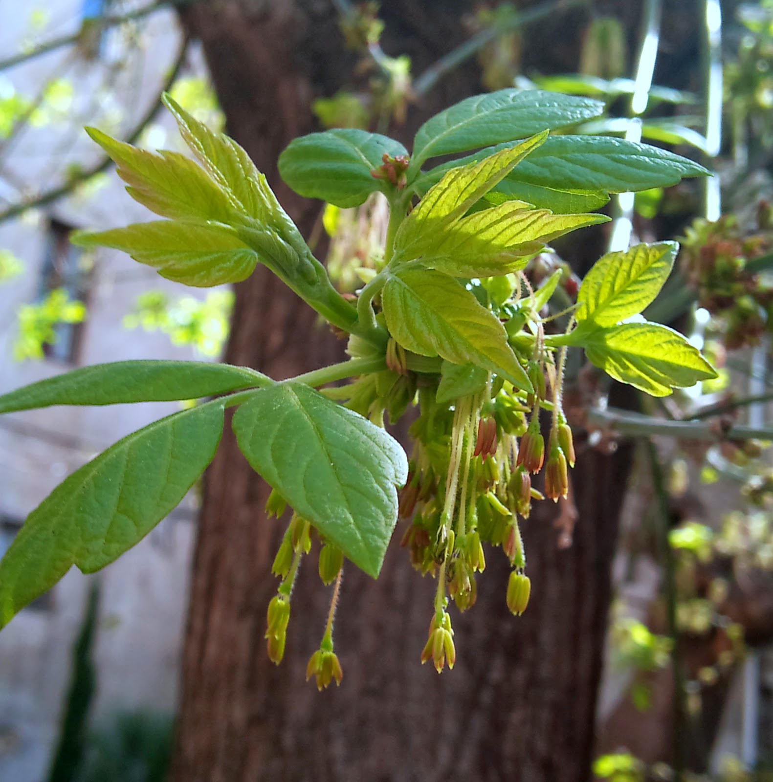 Árboles con alma: Negundo. Arce americano. Bordo. (Acer negundo)