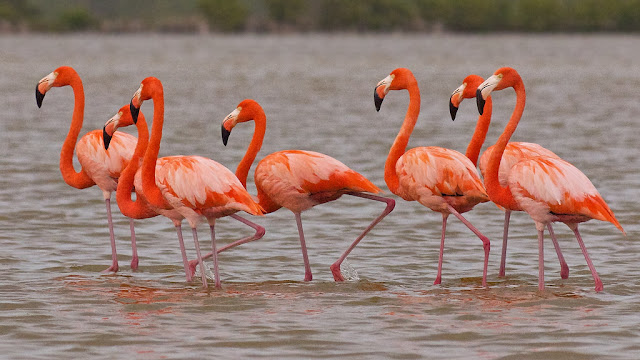 Déjàlà: Fabulous Flamboyance