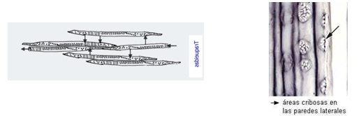 Embryophytas: Pteridophytas