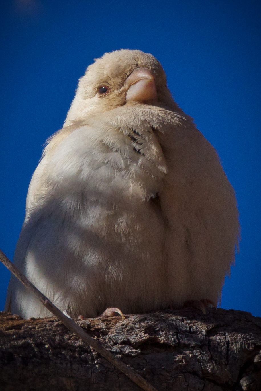 Feather Tailed Stories: Leucistic House Finch