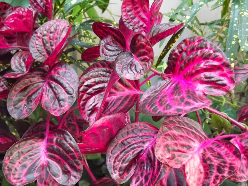 Photographic Handbook of Phil. Plants and Flowers: I