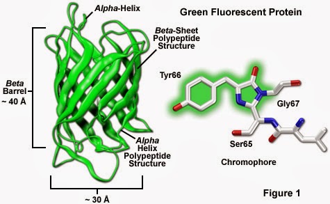 Green Flourescent Protein