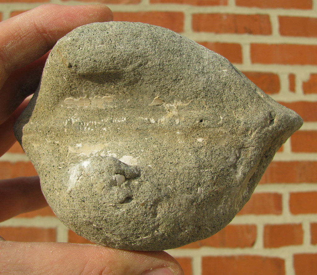 Views of the Mahantango: Cucullaea gigantea pelecypod from the Aquia ...