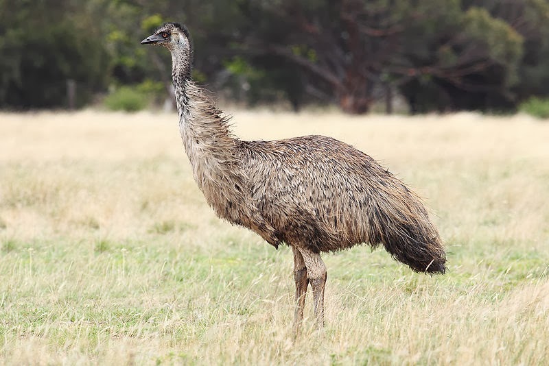WHAT DO EMUS EAT? |The Garden of Eaden