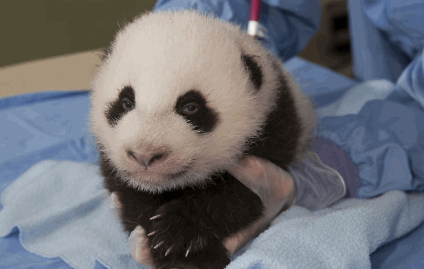 Smug Animals: August 2011