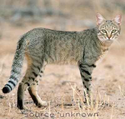 Coral Wild - A Safari Guides Diary: Those elusive animals of Kruger ...