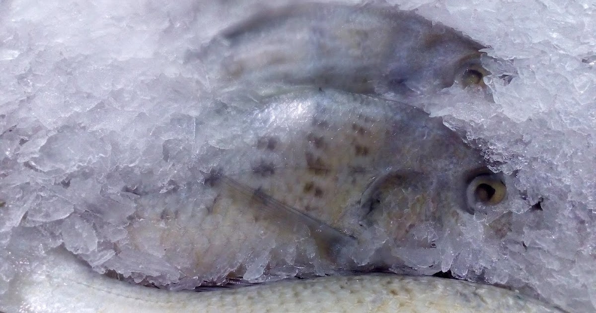 SurayaMSyed: Ikan Gerut