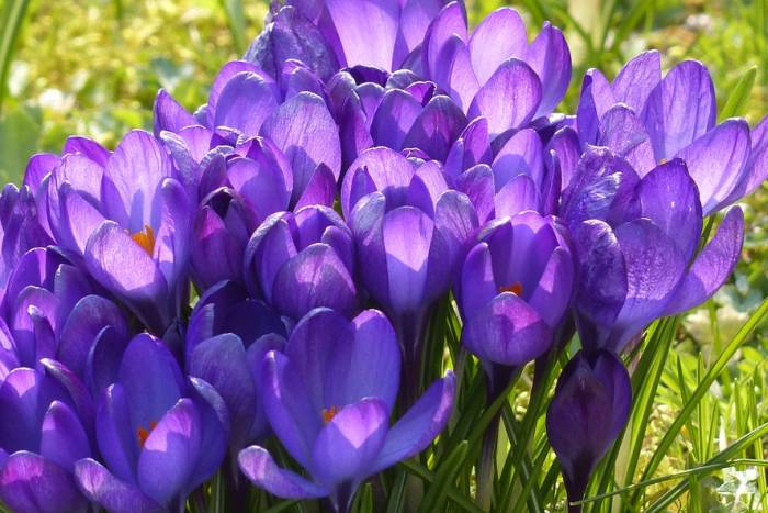 UPOZNAJTE ŠAFRAN: Od ovog lijepog cvijeta dobiva se najskuplji začin na ...