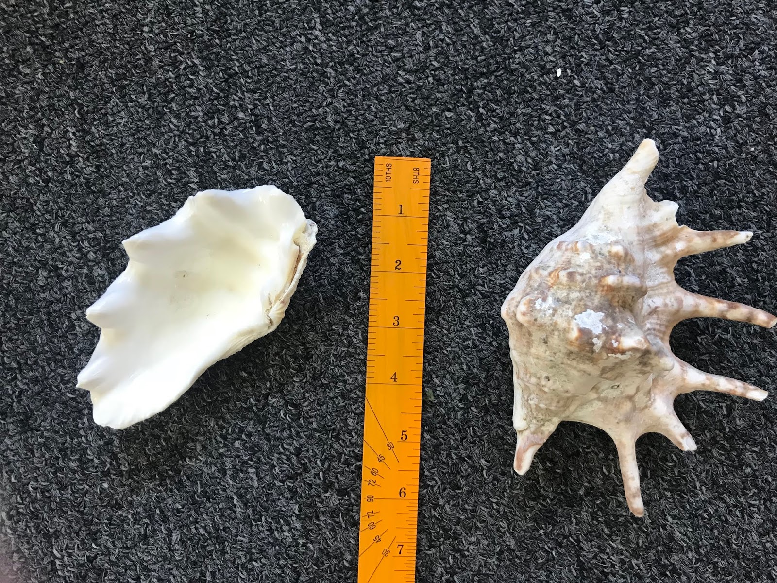 Palmers in Tonga: Seashells