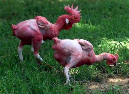 The Featherless Chicken