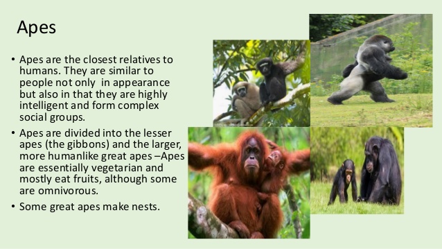 EXAMS AND ME : Hominidae