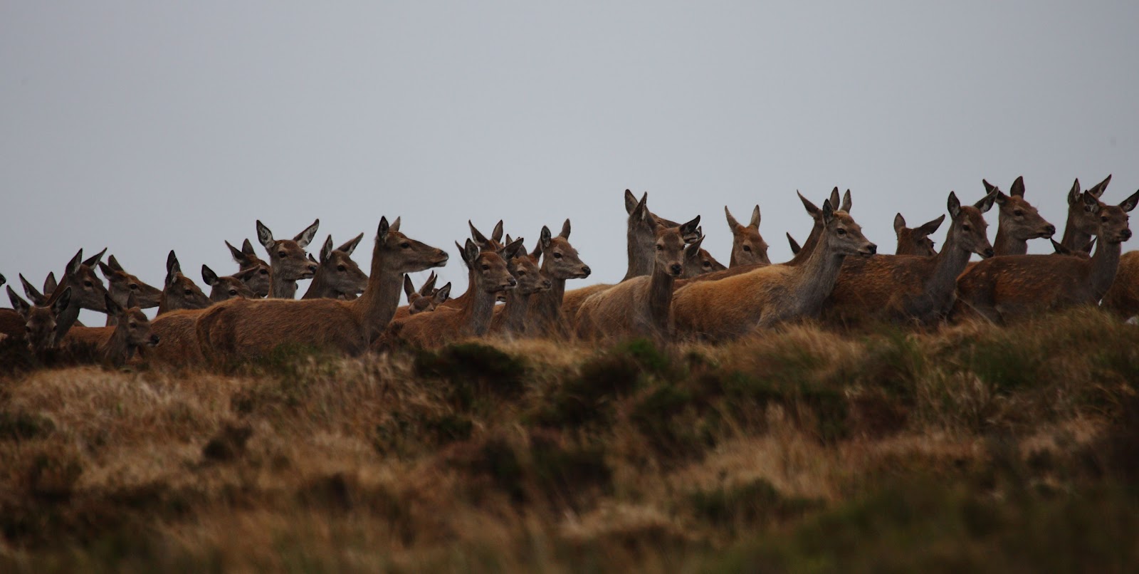 Wildlife in Cornwall: Red Deer Hind Group