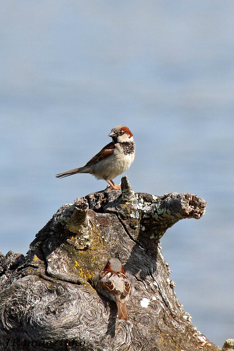 Pescador de aves: Pardal comum